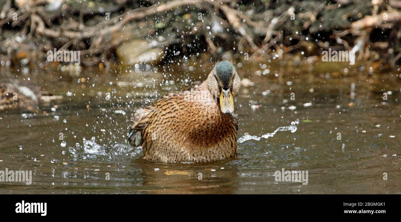 Female Mallard bathing and preening Stock Photo - Alamy