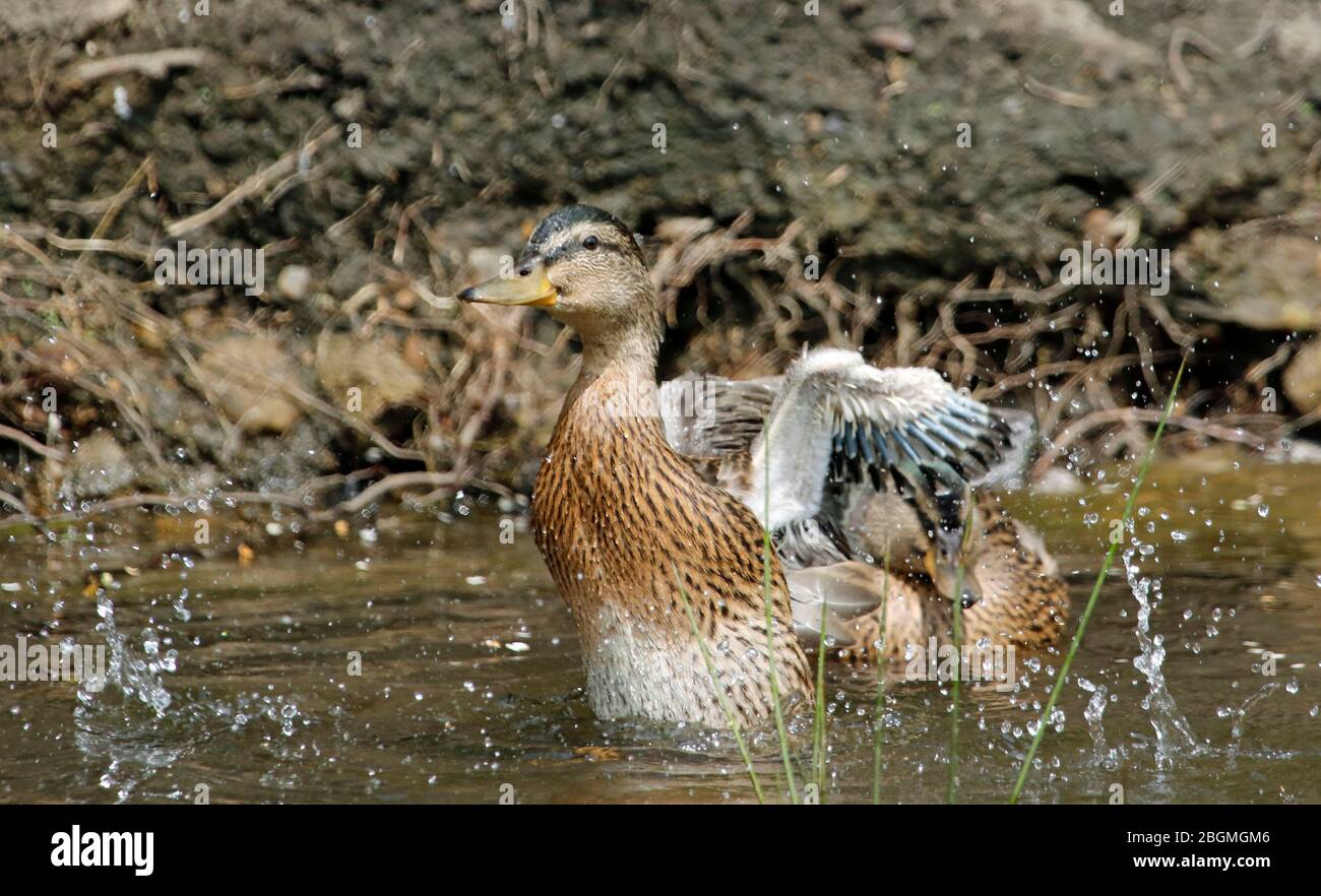 Female Mallard bathing and preening Stock Photo - Alamy
