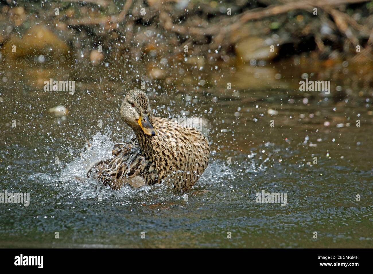 Female Mallard bathing and preening Stock Photo - Alamy