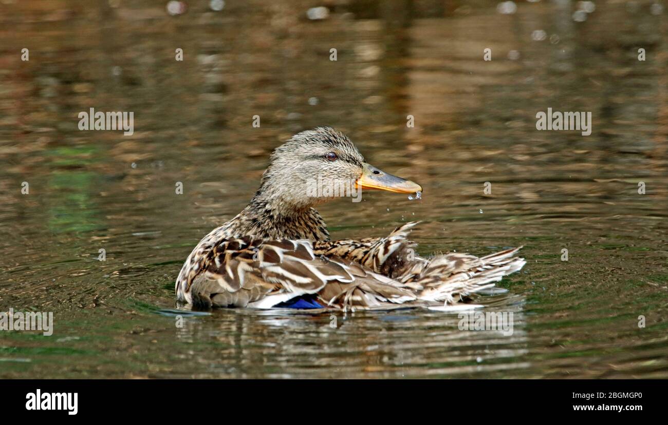 Female Mallard bathing and preening Stock Photo - Alamy