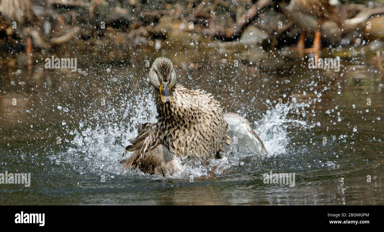 Female Mallard bathing and preening Stock Photo - Alamy