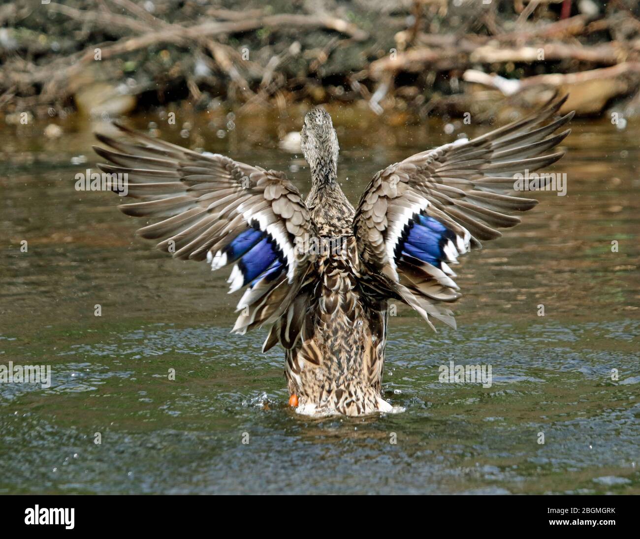 Bathing and preening hi-res stock photography and images - Alamy
