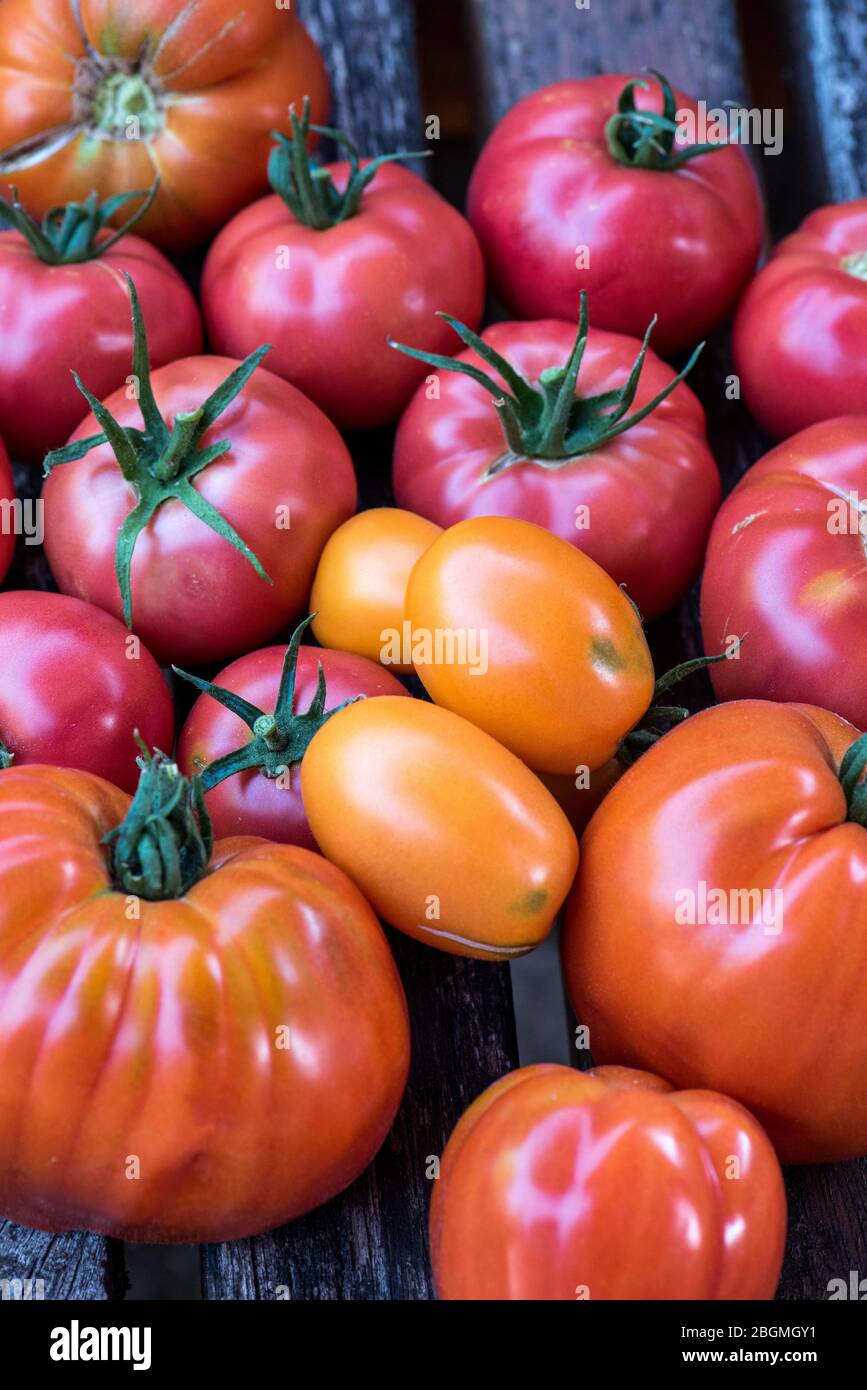 Old tomatoes varieties hi-res stock photography and images - Alamy