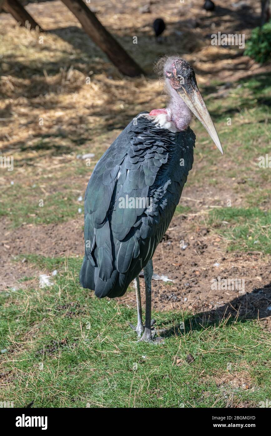 Marabout hi-res stock photography and images - Alamy