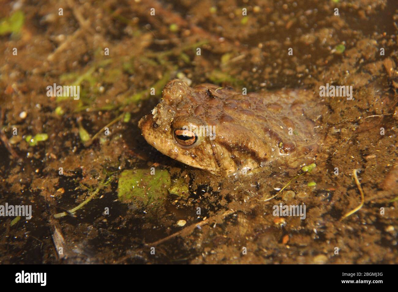 Toad. Amphibian during the spring awakening and mating Stock Photo - Alamy