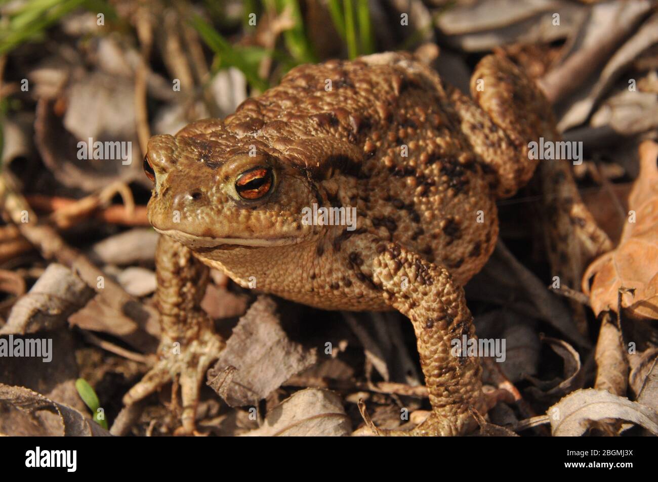 Toad. Amphibian during the spring awakening and mating Stock Photo - Alamy