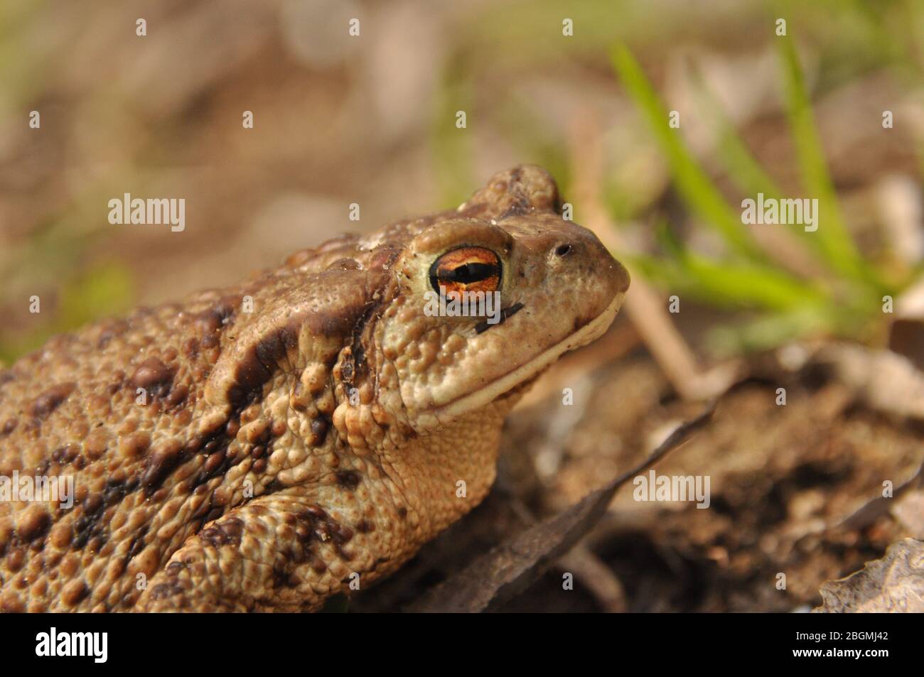 Toad. Amphibian during the spring awakening and mating Stock Photo - Alamy