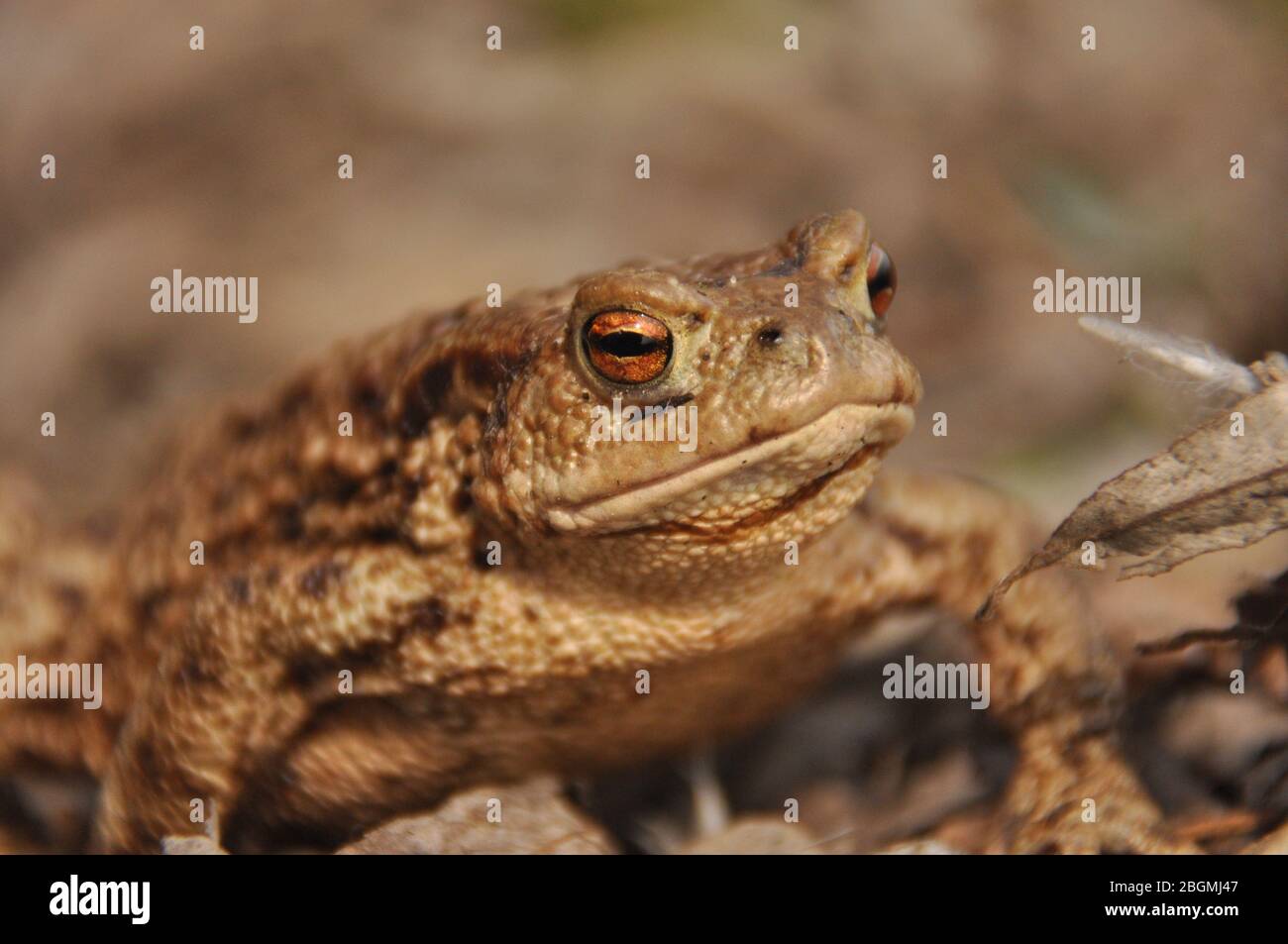 Toad. Amphibian during the spring awakening and mating Stock Photo - Alamy