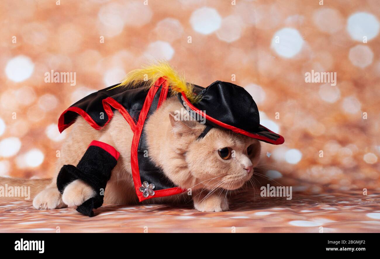 zorro masked cat in the gold background and hat Stock Photo - Alamy