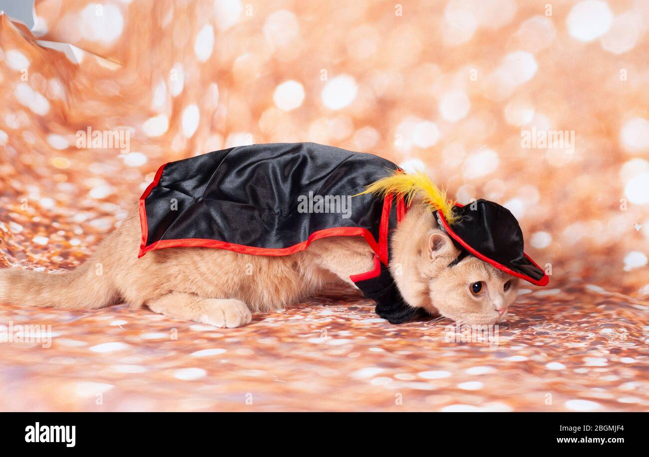 zorro masked cat in the gold background and hat Stock Photo - Alamy