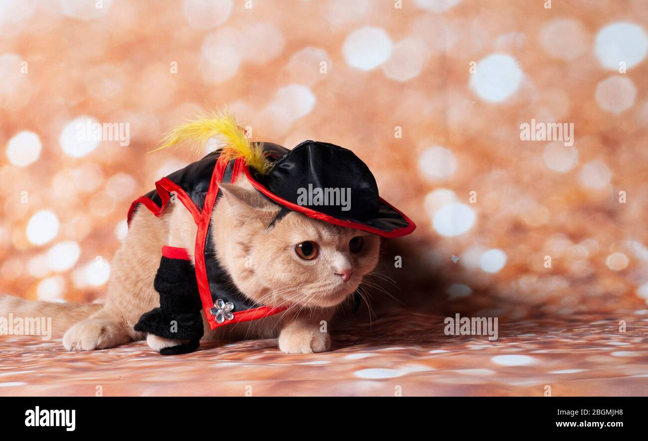 zorro masked cat in the gold background and hat Stock Photo - Alamy