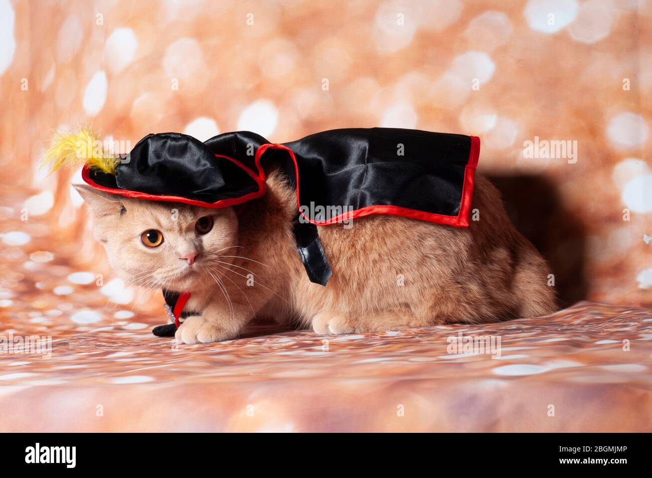 zorro masked cat in the gold background and hat Stock Photo - Alamy