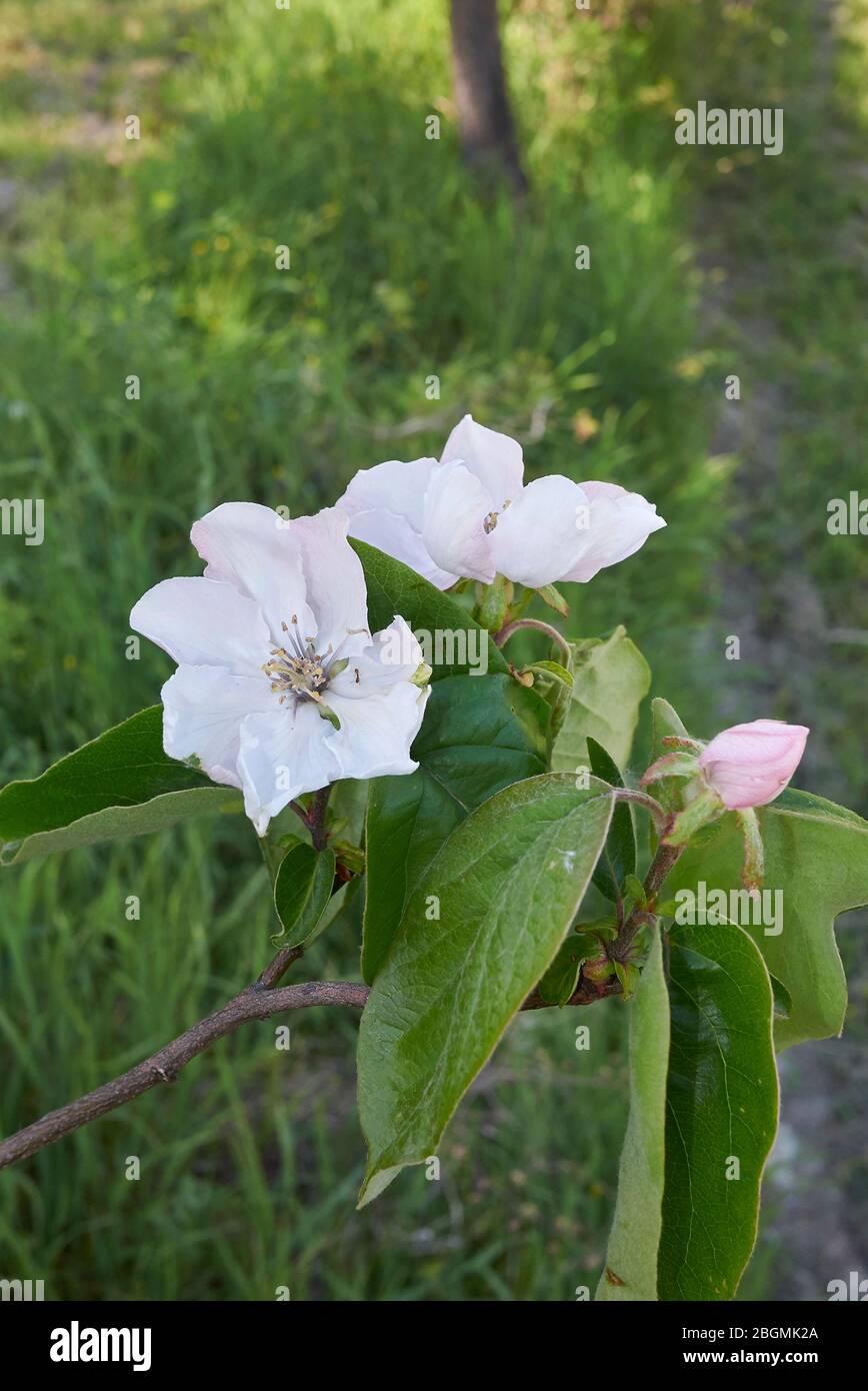 Cydonia oblonga tree in bloom Stock Photo - Alamy