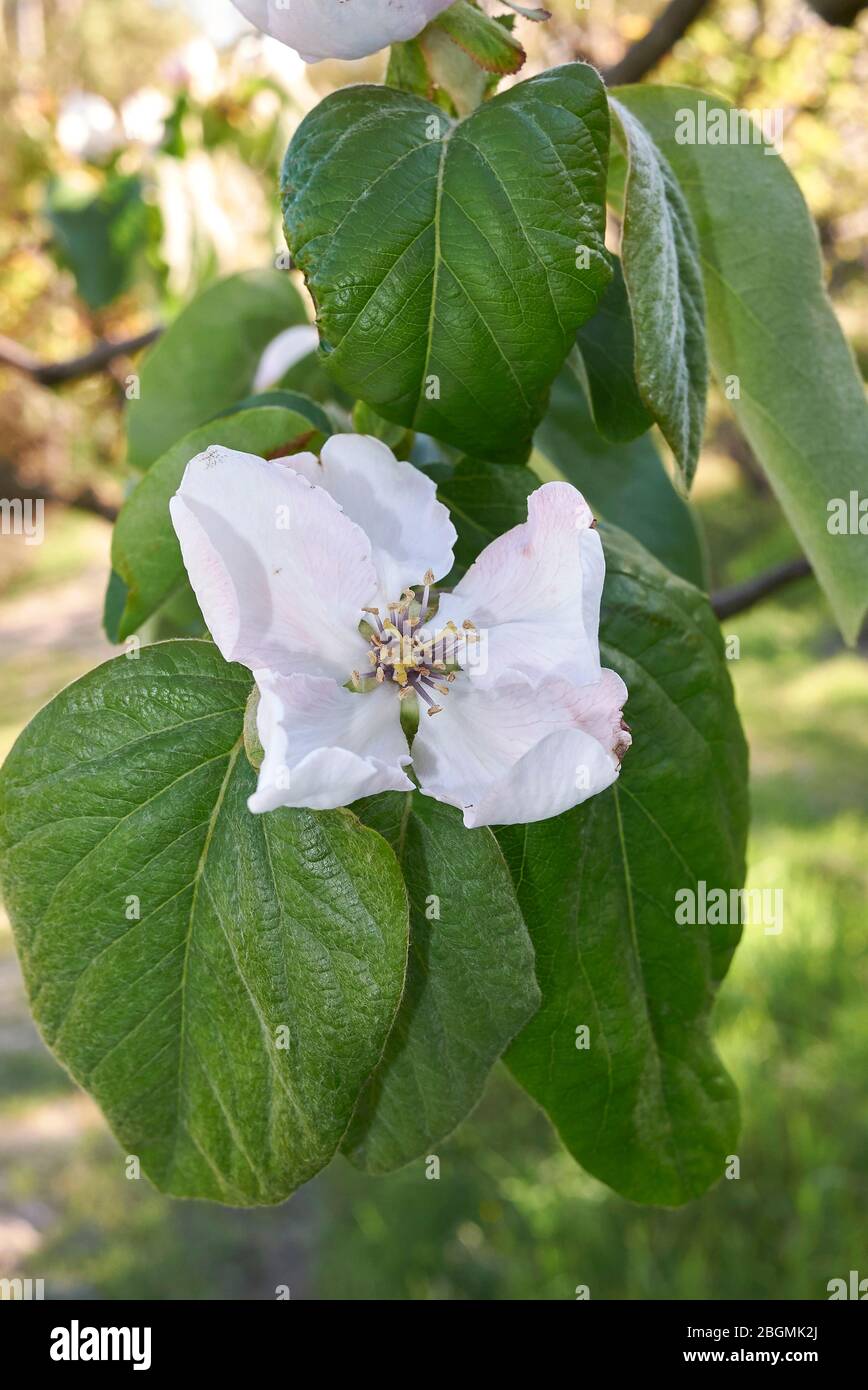 Cydonia oblonga tree in bloom Stock Photo - Alamy