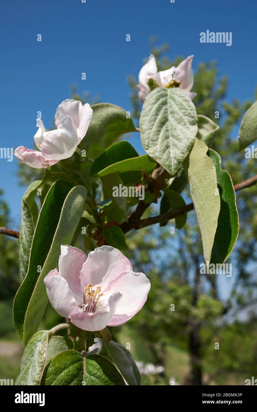 Cydonia oblonga tree in bloom Stock Photo - Alamy
