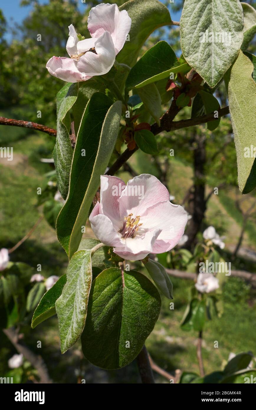 Cydonia oblonga tree in bloom Stock Photo - Alamy