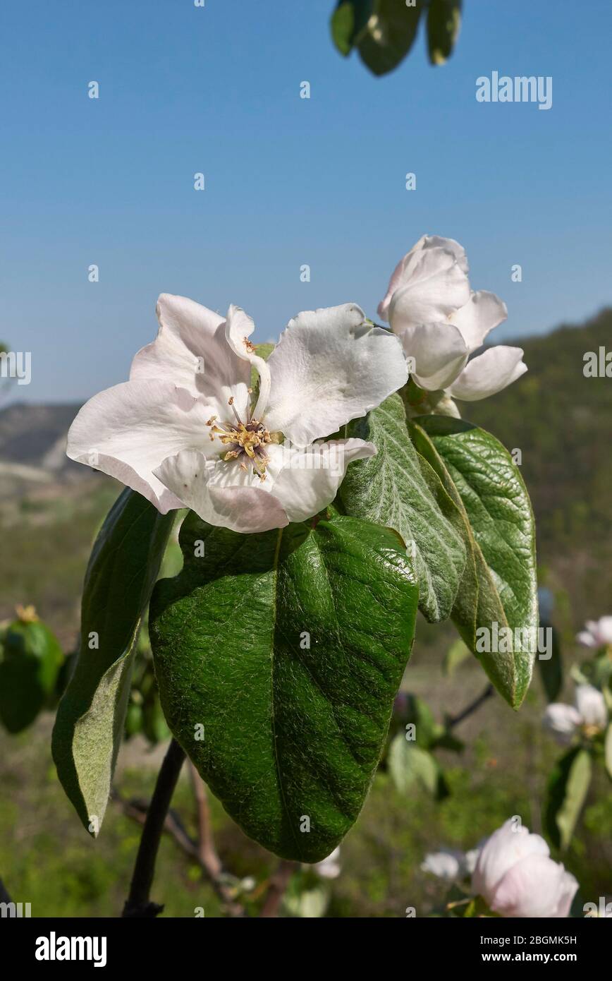 Quince cydonia oblonga in flower hi-res stock photography and images ...