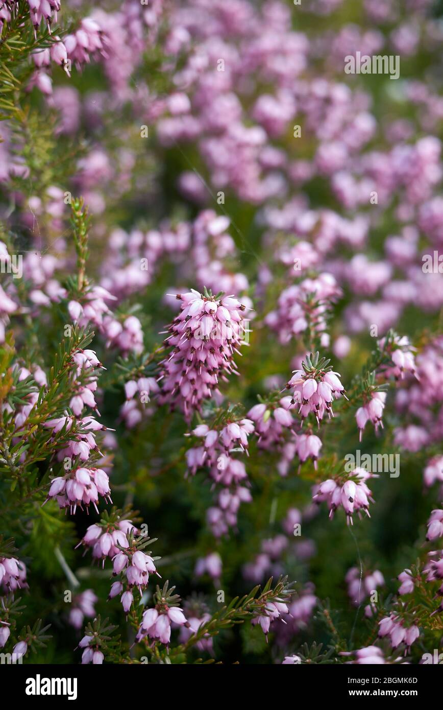 Erica carnea white and pink flowers Stock Photo - Alamy