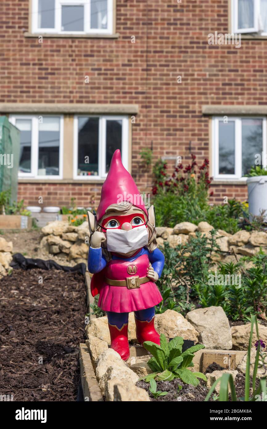 Garden gnome wearing a face mask in a UK front garden; the lighter side ...
