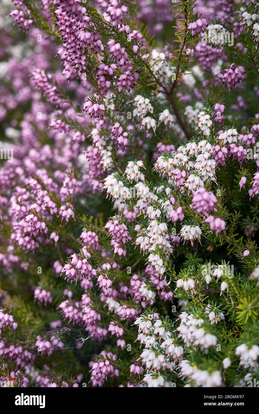 Erica carnea white and pink flowers Stock Photo - Alamy
