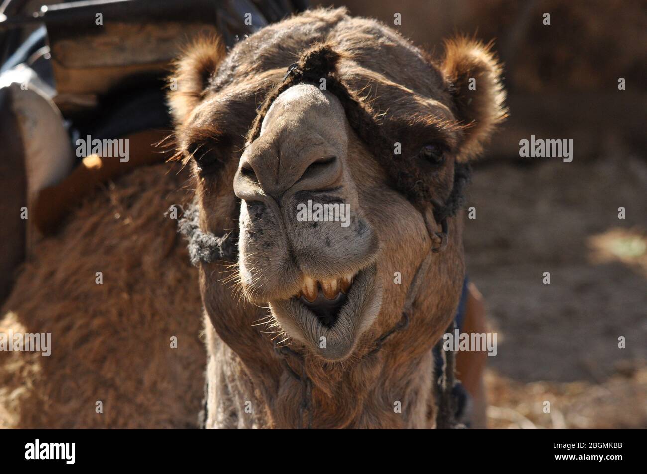 Camel, dromedary in a halter. A persistent pack animal called a desert ...