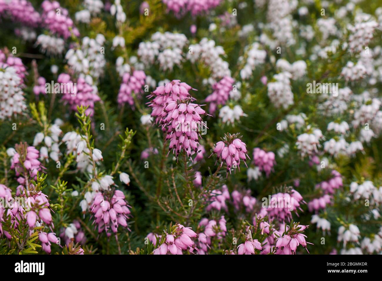 Erica carnea white and pink flowers Stock Photo - Alamy