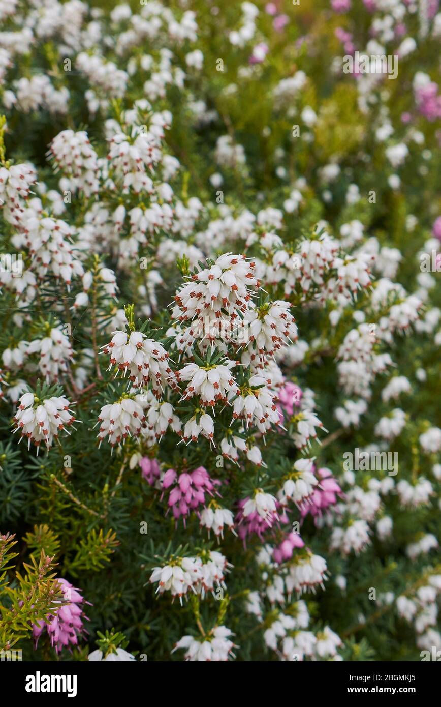 Erica carnea winter beauty hi-res stock photography and images - Alamy
