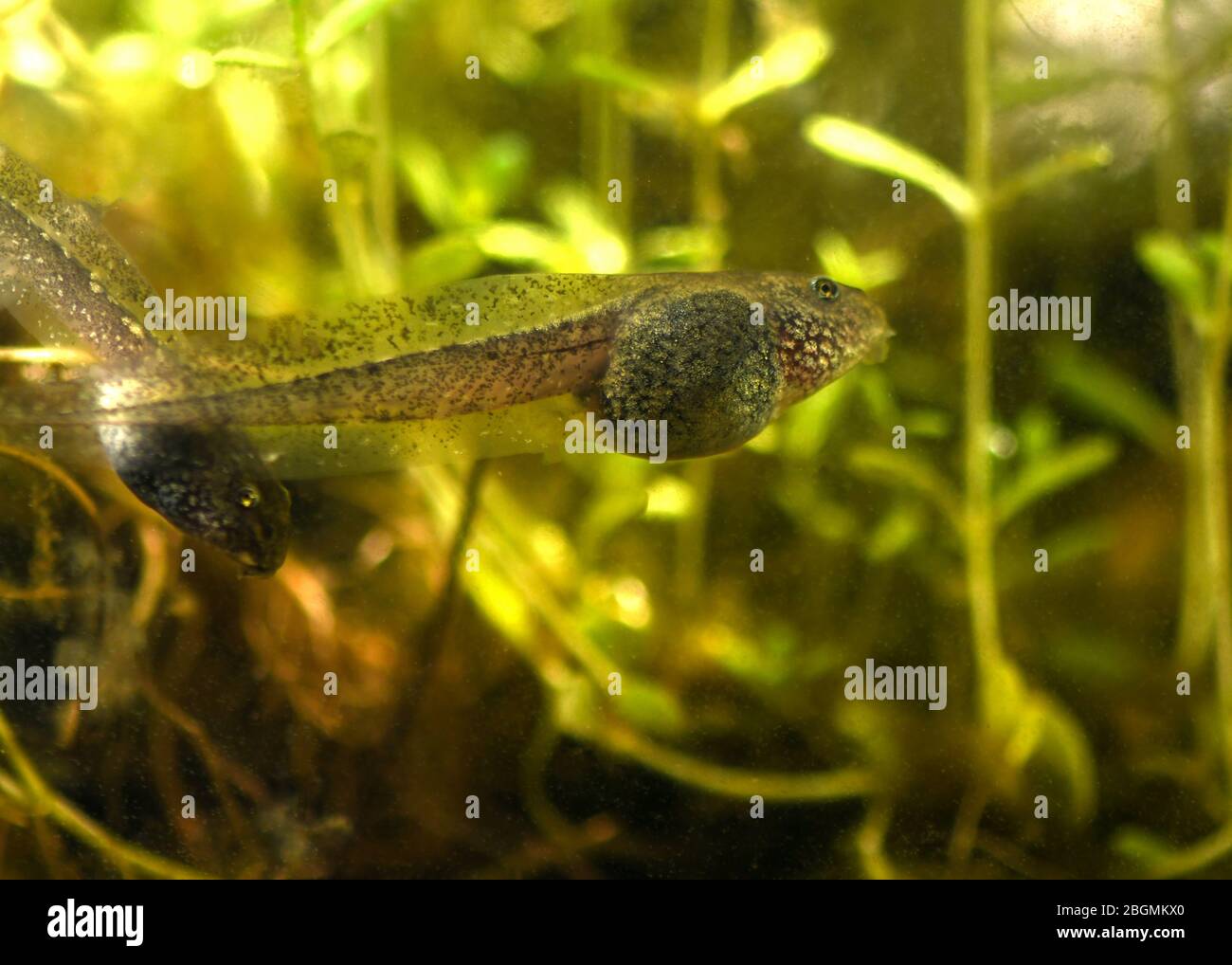 Tadpole close up hi-res stock photography and images - Alamy