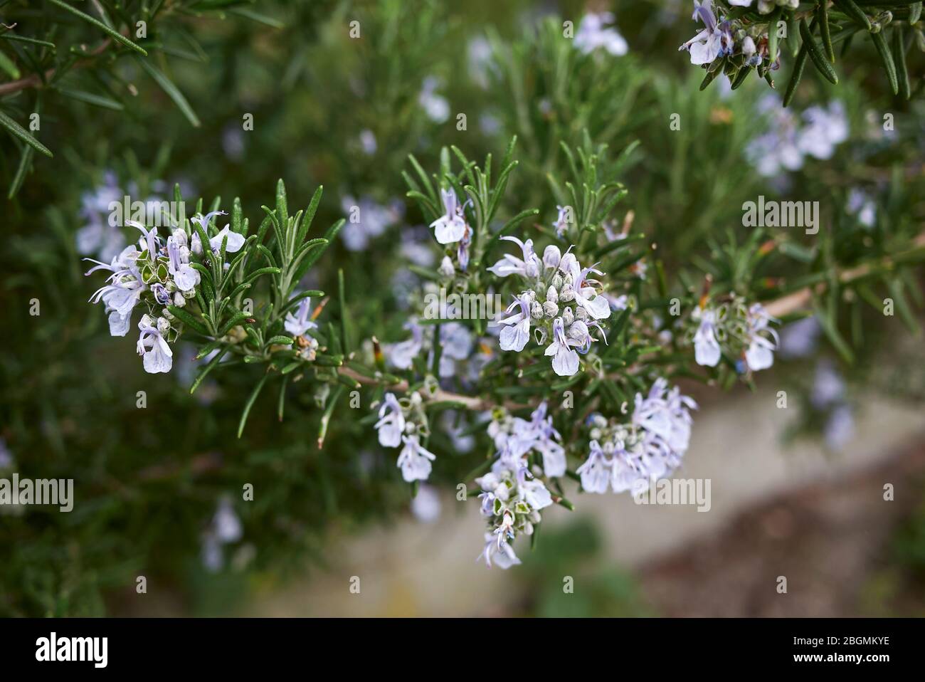 Rosmarinus Blue High Resolution Stock Photography and Images - Alamy