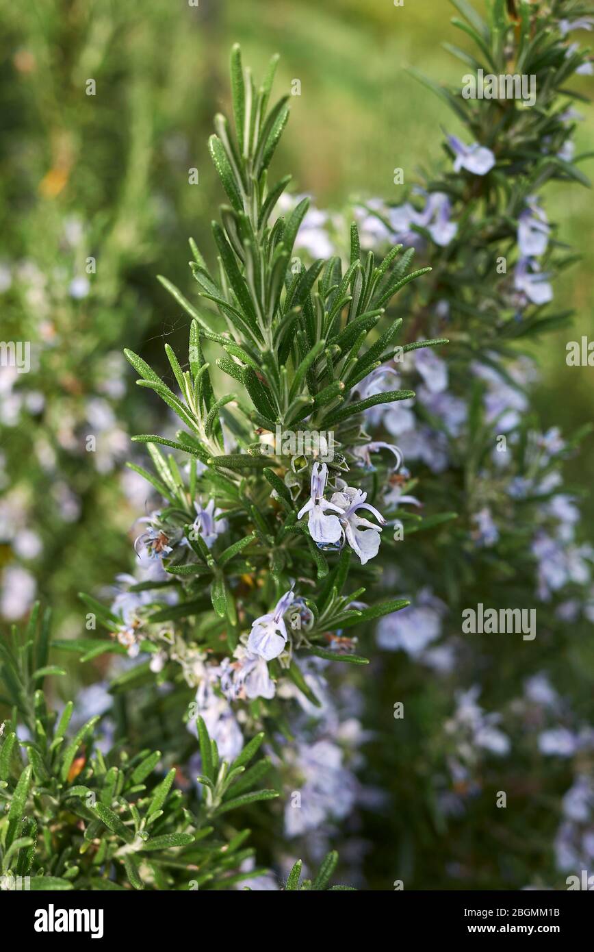 Rosmarinus officinalis blue purple flowers Stock Photo - Alamy