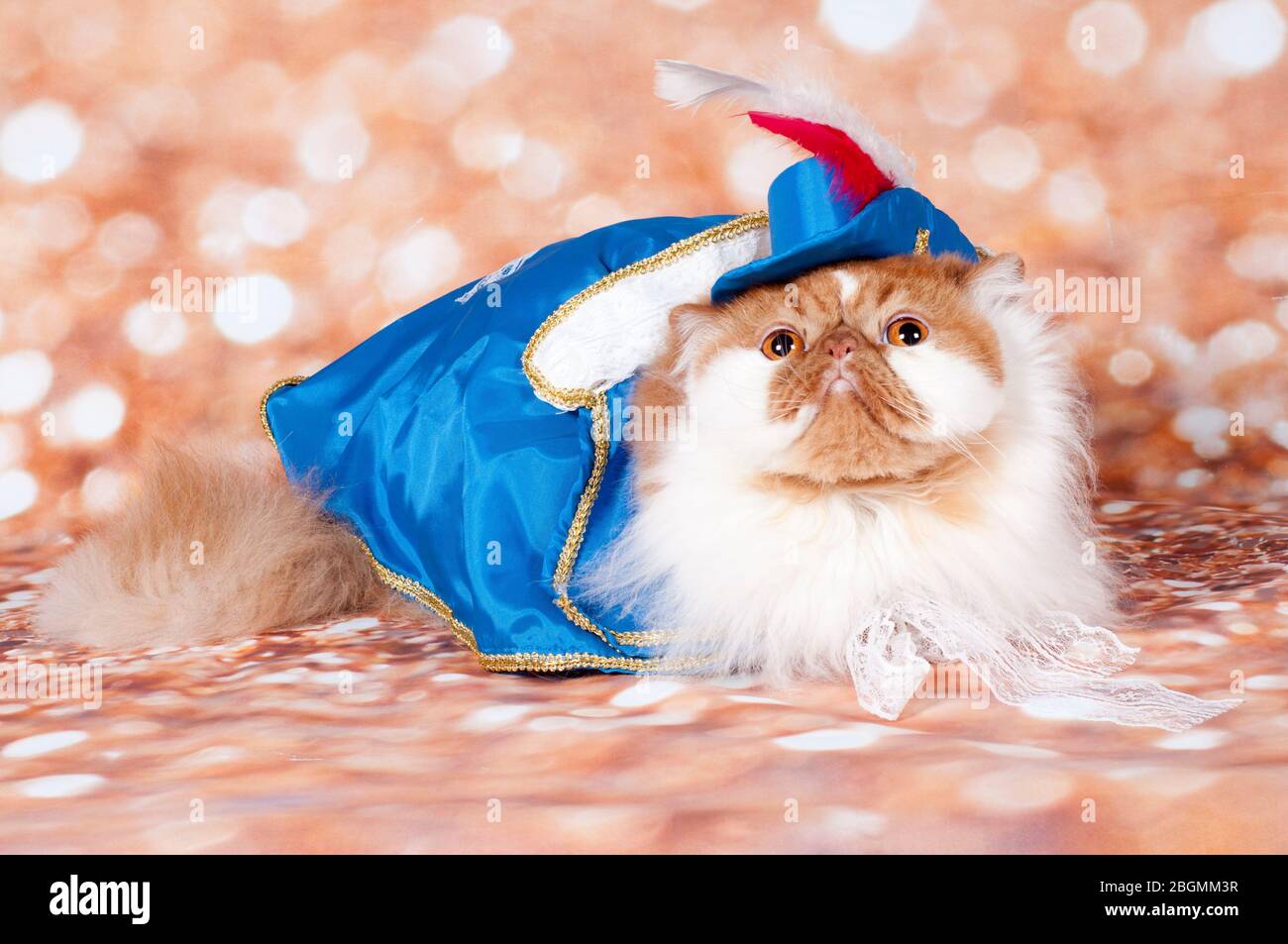 Furry story hi-res stock photography and images - Alamy