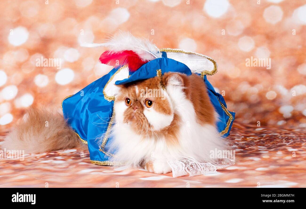 Prince charming costume hi-res stock photography and images - Alamy