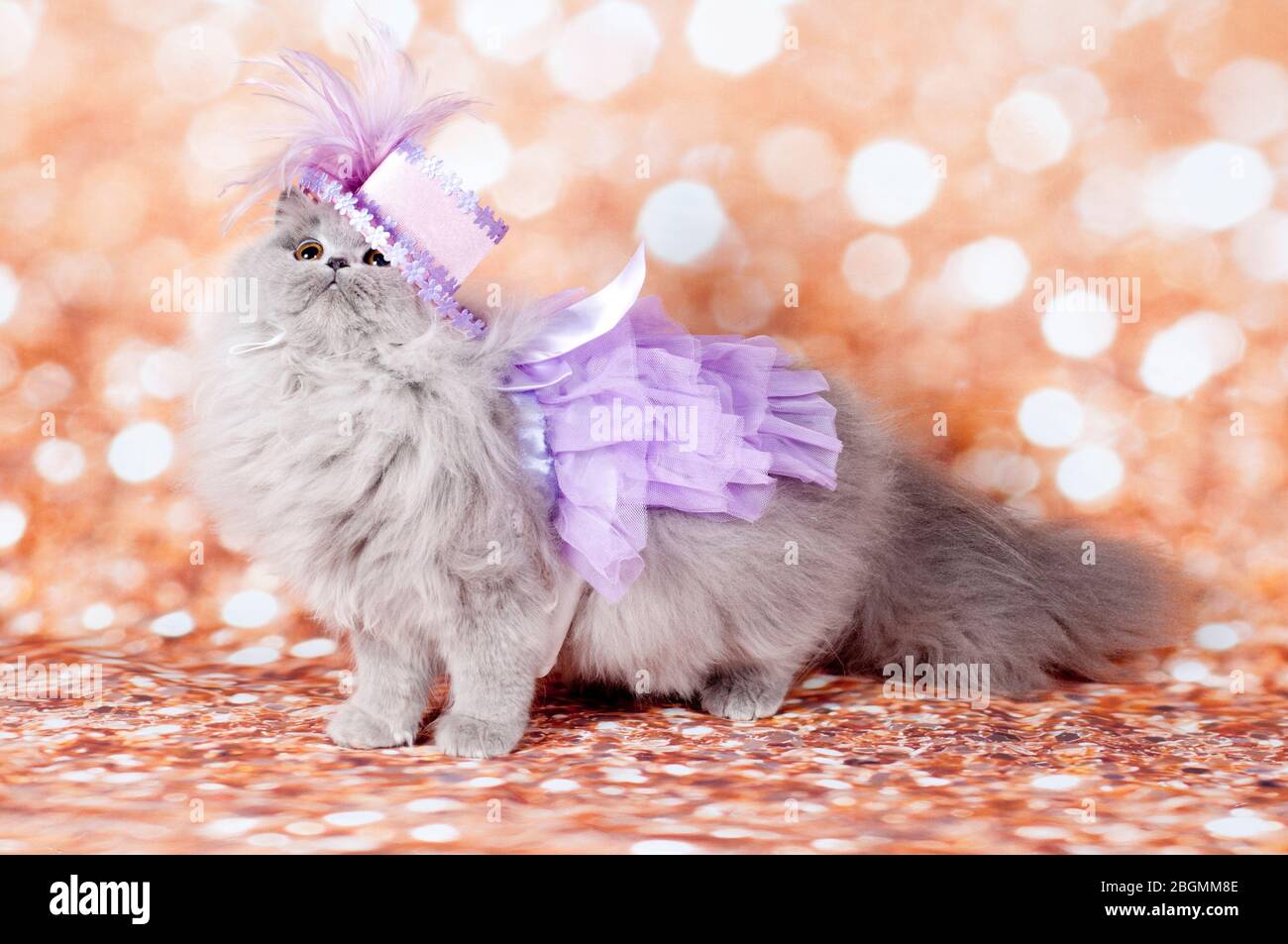 Long fluffy tails hi-res stock photography and images - Alamy