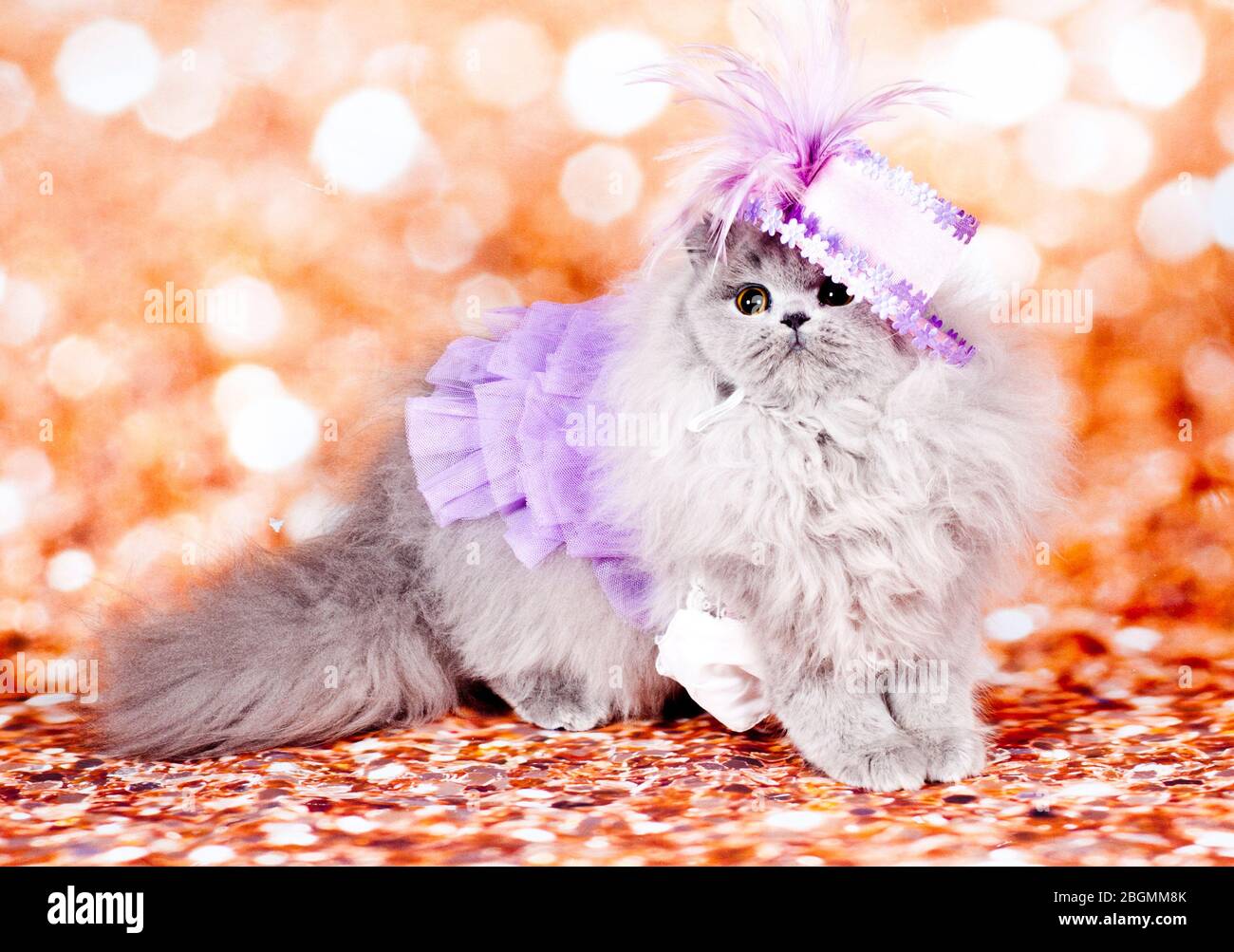 Long fluffy tails hi-res stock photography and images - Alamy