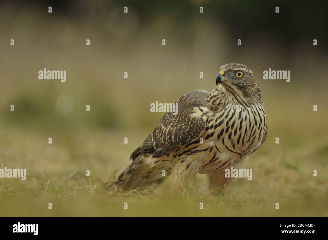 Raptor northern goshawk hi-res stock photography and images - Alamy