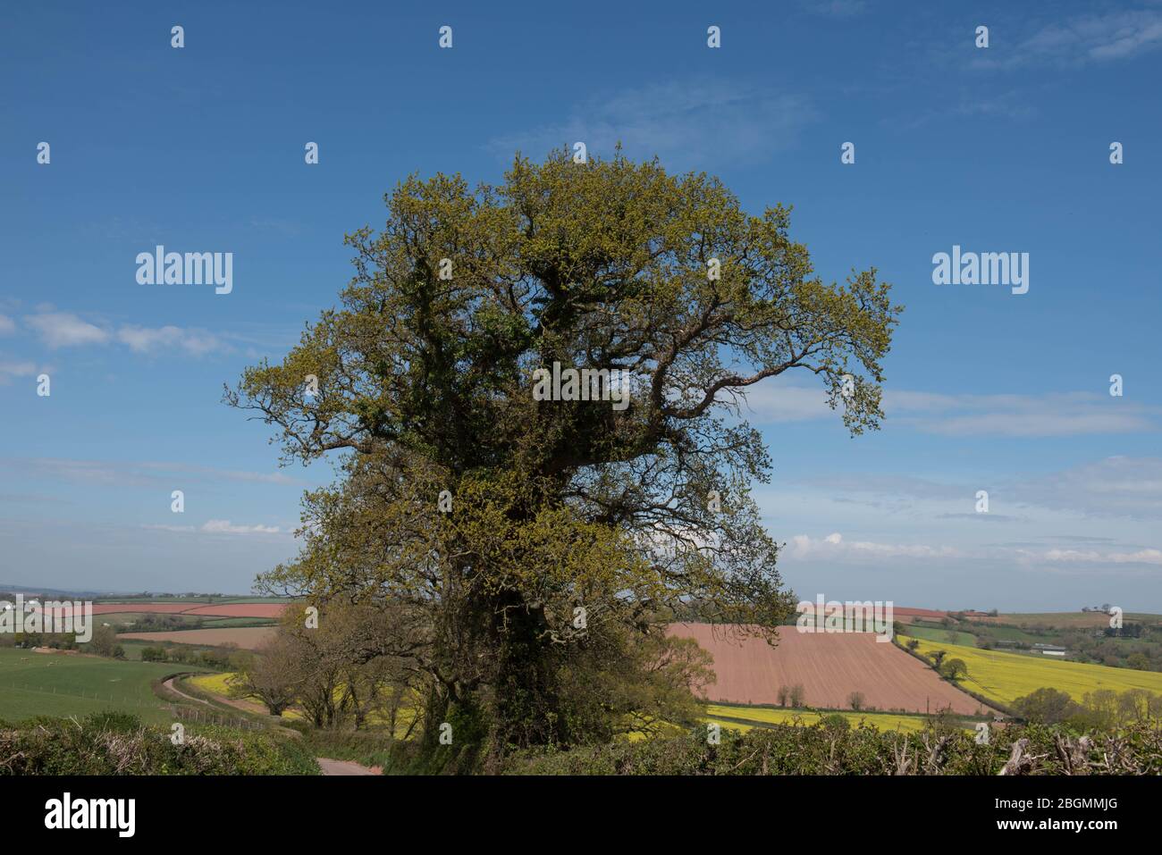 Spring Leaves Opening on an Old English Oak Tree (Quercus robur) with a ...