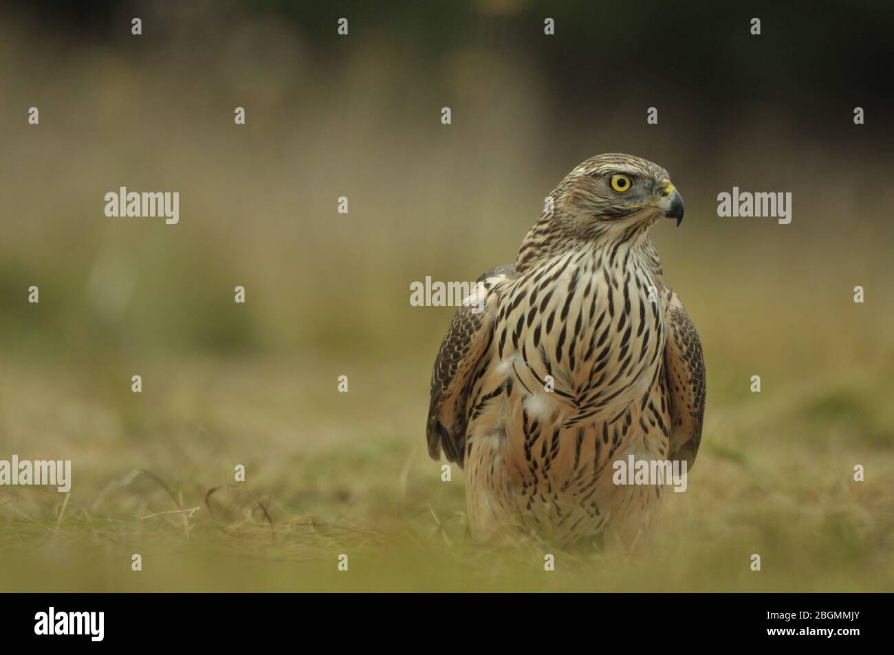 Face to face with juvenile northern goshawk Stock Photo - Alamy