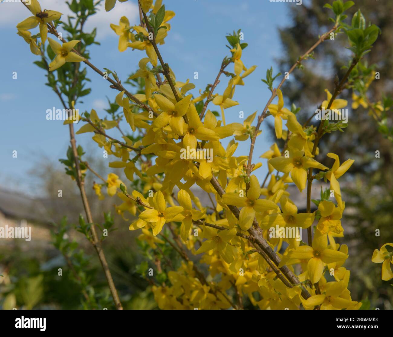 Bright Yellow Spring Flowers of a Deciduous Forsythia Shrub Growing in ...