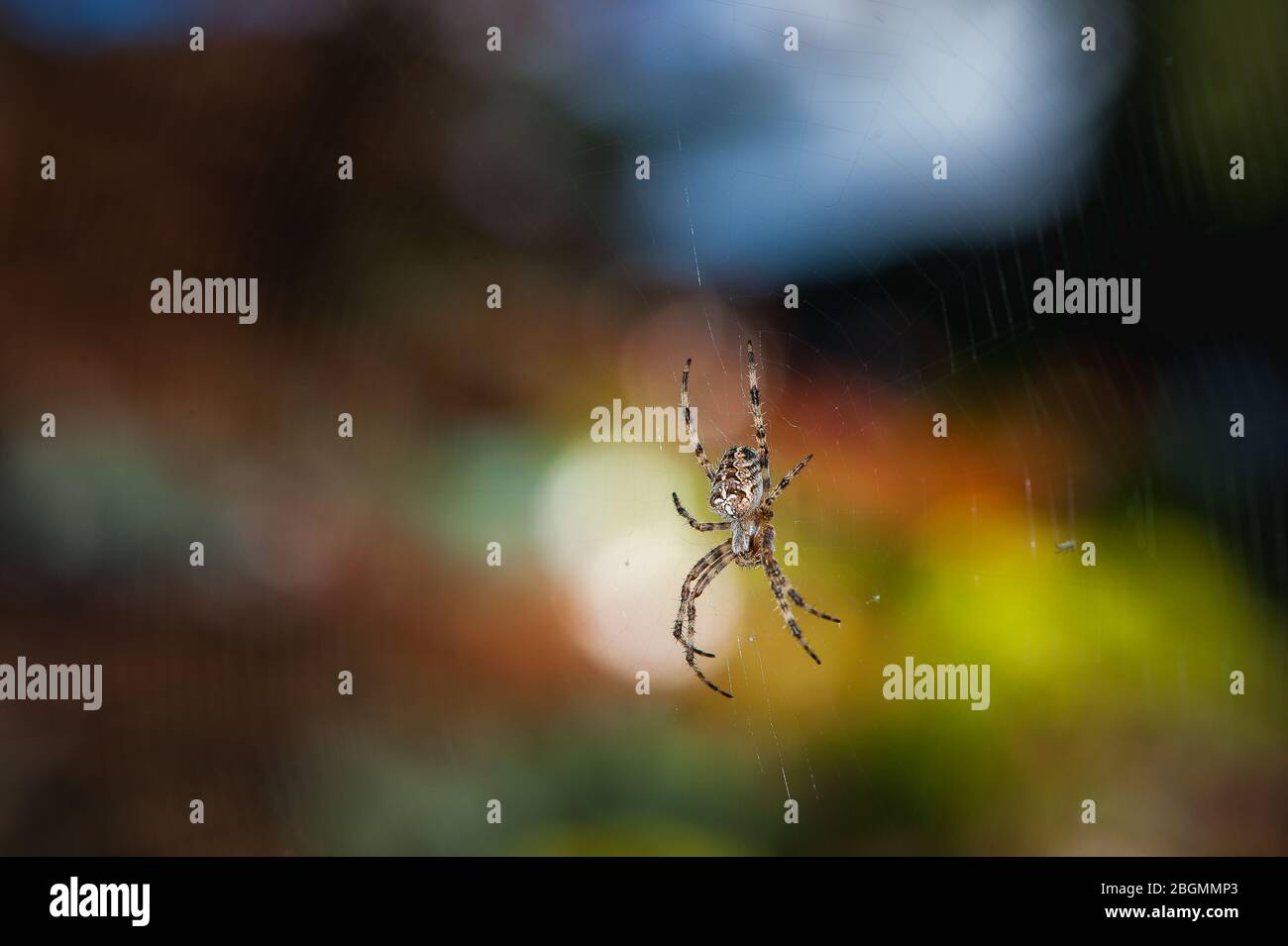 Cross Orbweaver spider spins a silken web. Also named the European ...