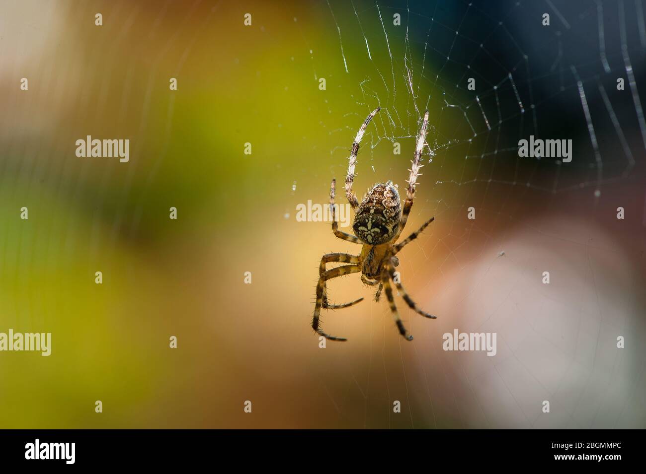 Cross Orbweaver spider spins a silken web. Also named the European ...