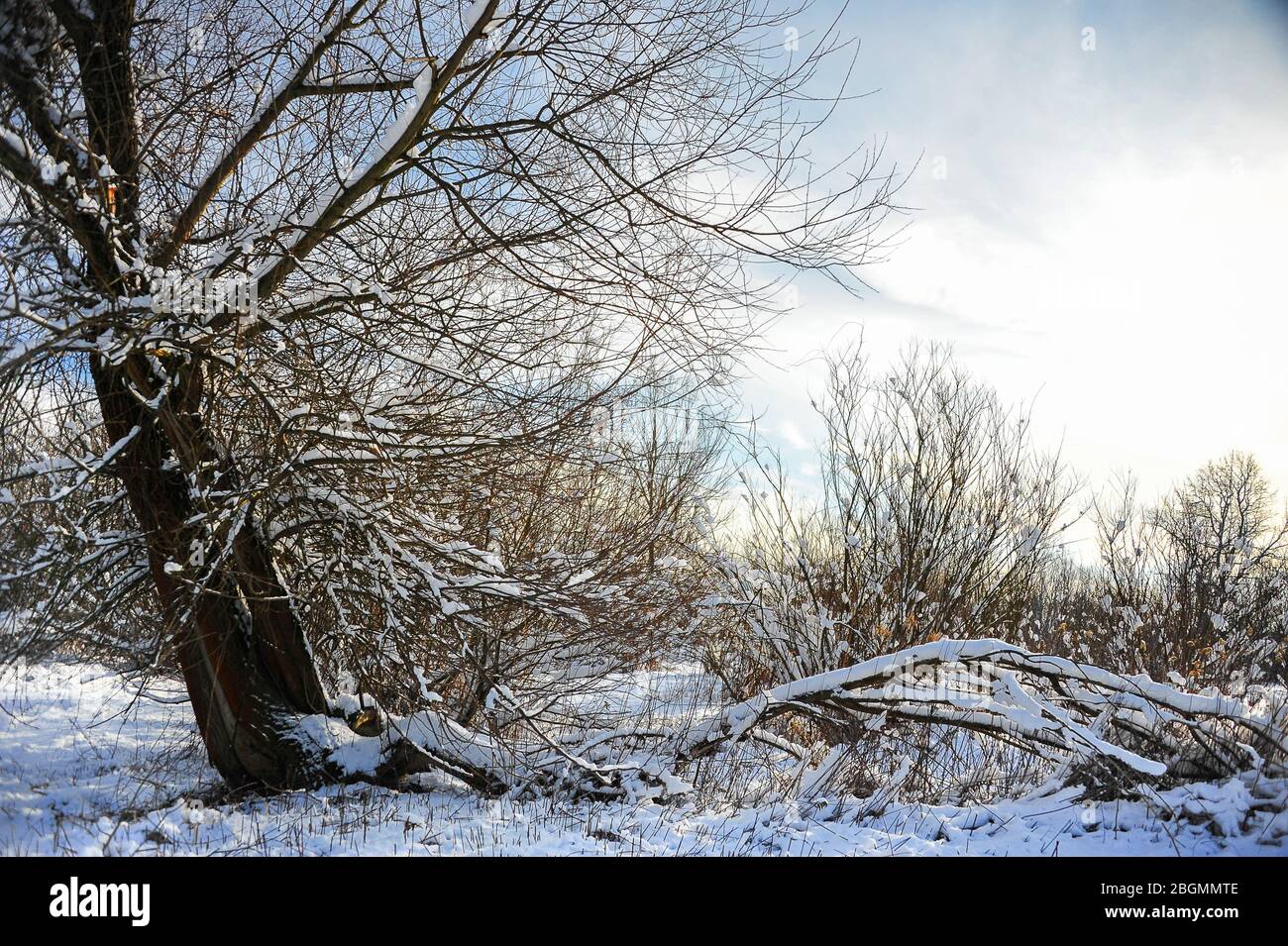 Snow scene, Warsaw, Poland. Bare trees and shrubs coated in heavy ...