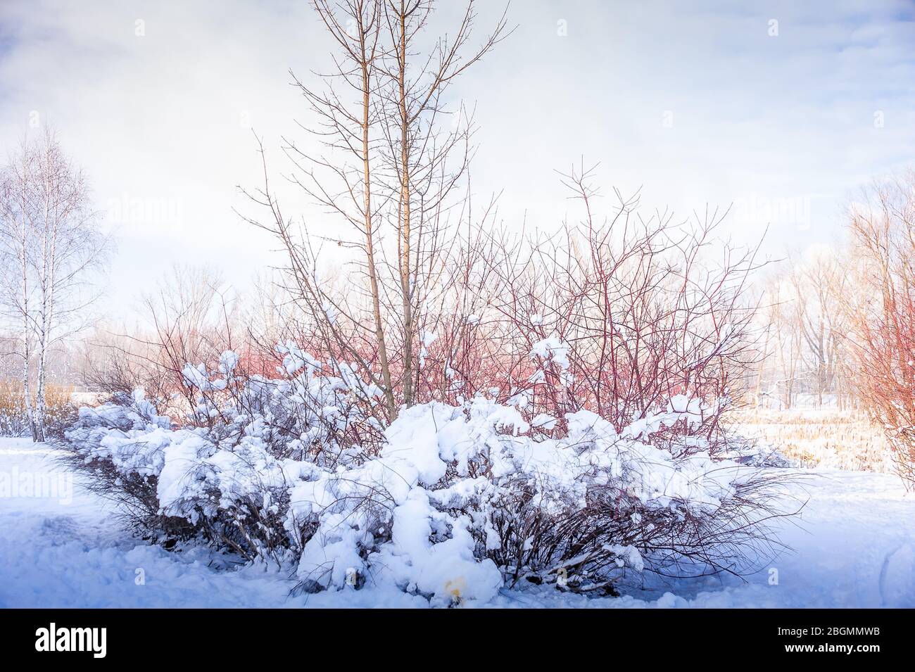 Snow scene, Warsaw, Poland. Bare trees and shrubs coated in heavy ...