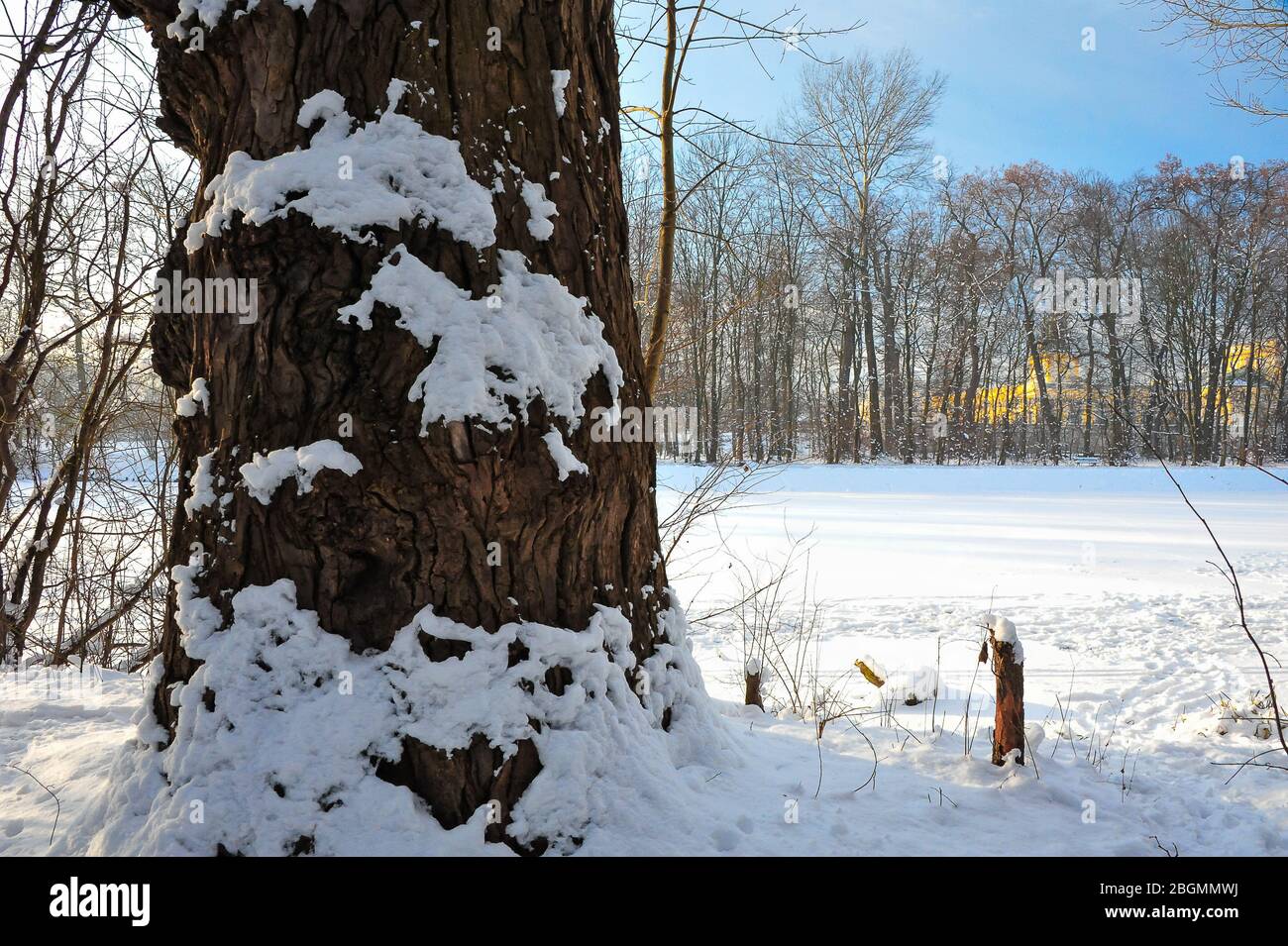 Snow scene, Warsaw, Poland. Bare trees and shrubs coated in heavy ...