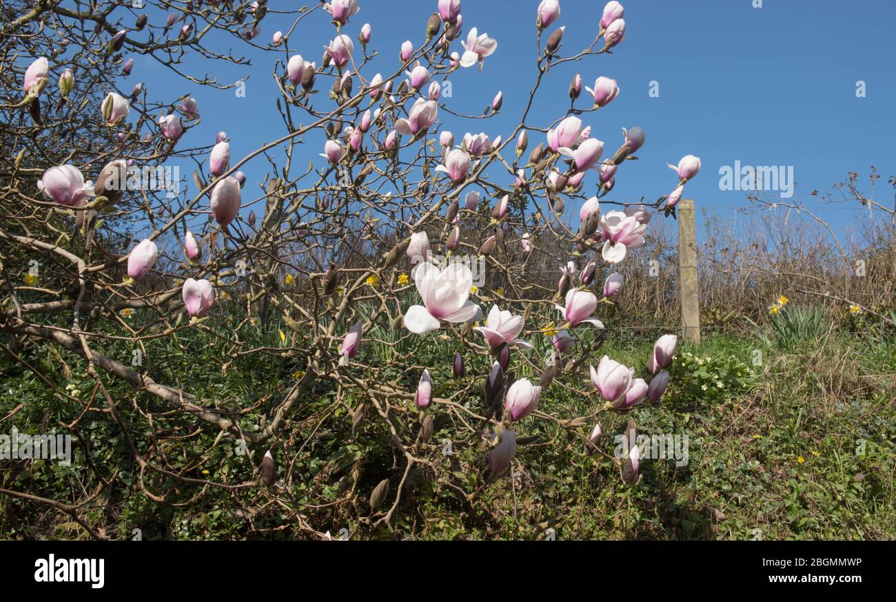 Spring Flowers on a Deciduous Magnolia Tree (Magnolia 'Athene') Growing ...
