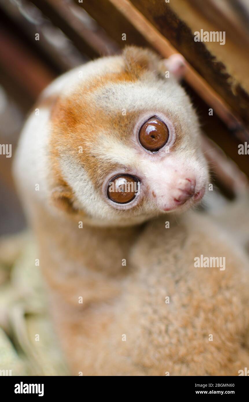 Lorises are nocturnal and locomotion is a slow and cautious climbing ...