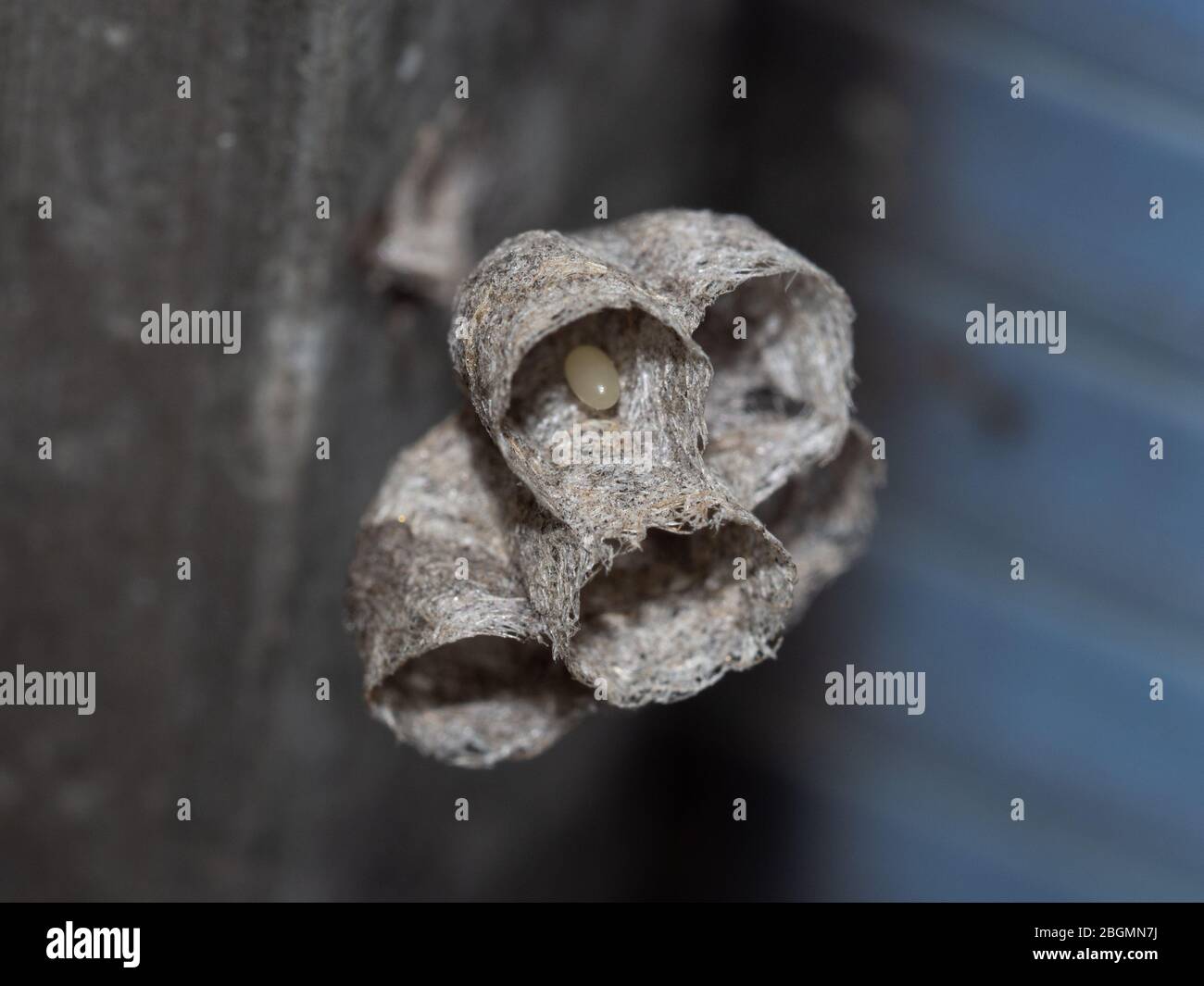 Wasp larvae in nest hi-res stock photography and images - Alamy
