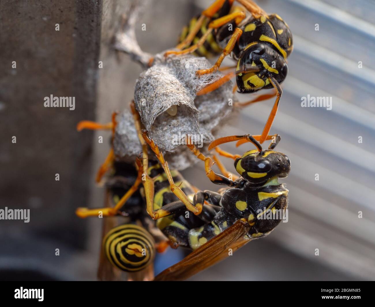 Small wasps nest hi-res stock photography and images - Alamy