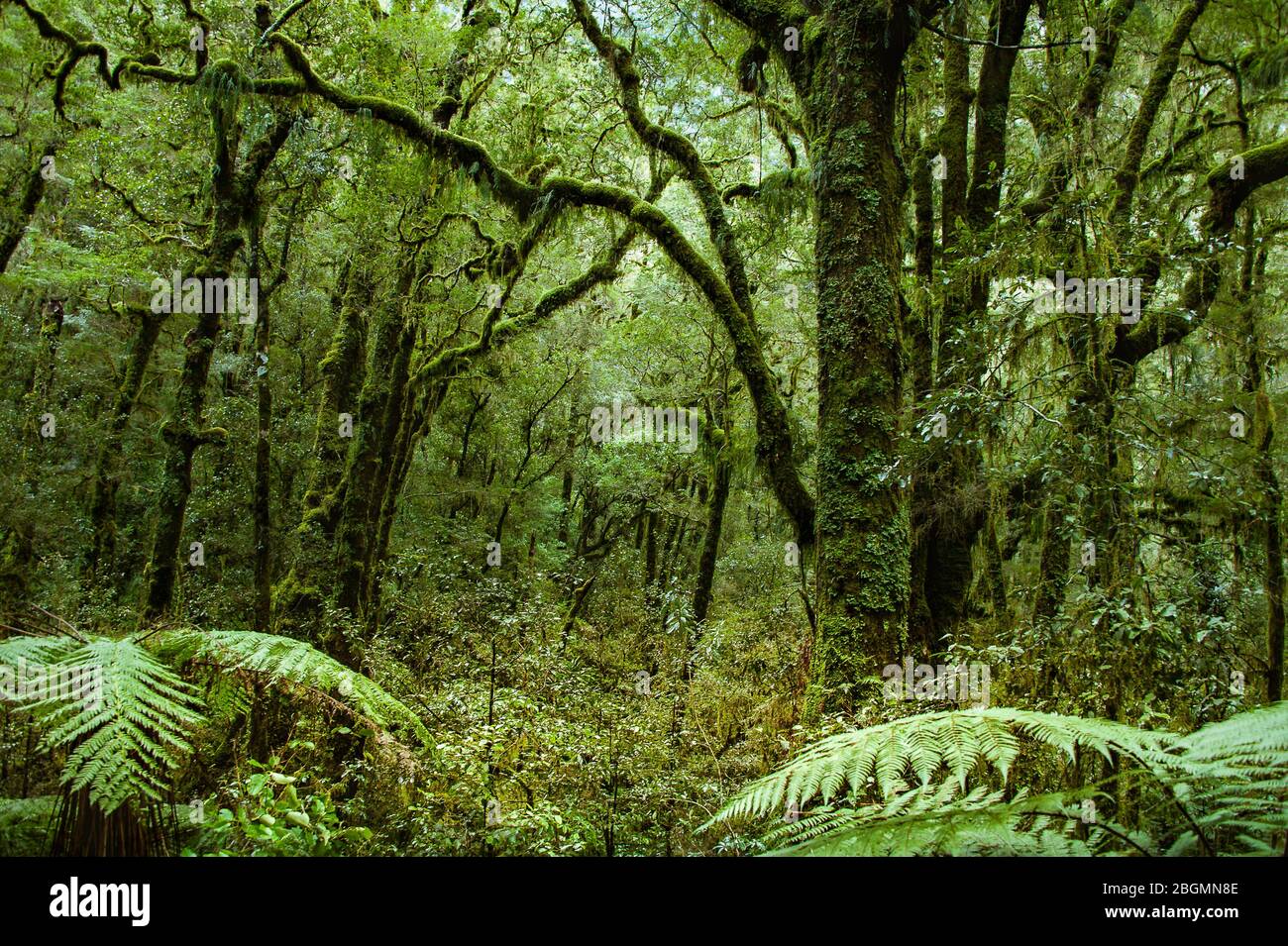 Beautiful rainforest on the Milford Track, Fiordland National Park, New ...