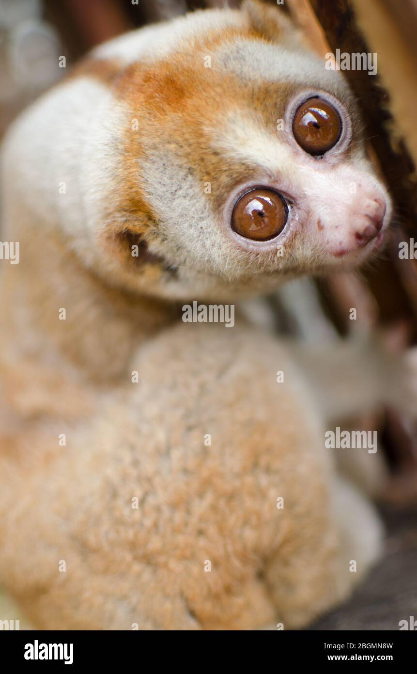 Lorises are nocturnal and locomotion is a slow and cautious climbing ...