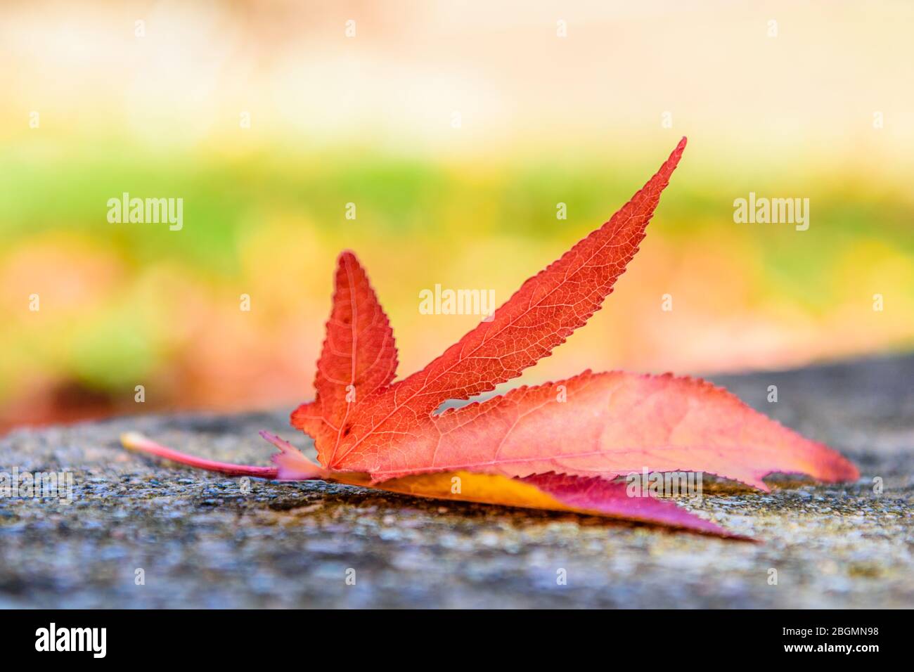 Autumn textures hi-res stock photography and images - Alamy